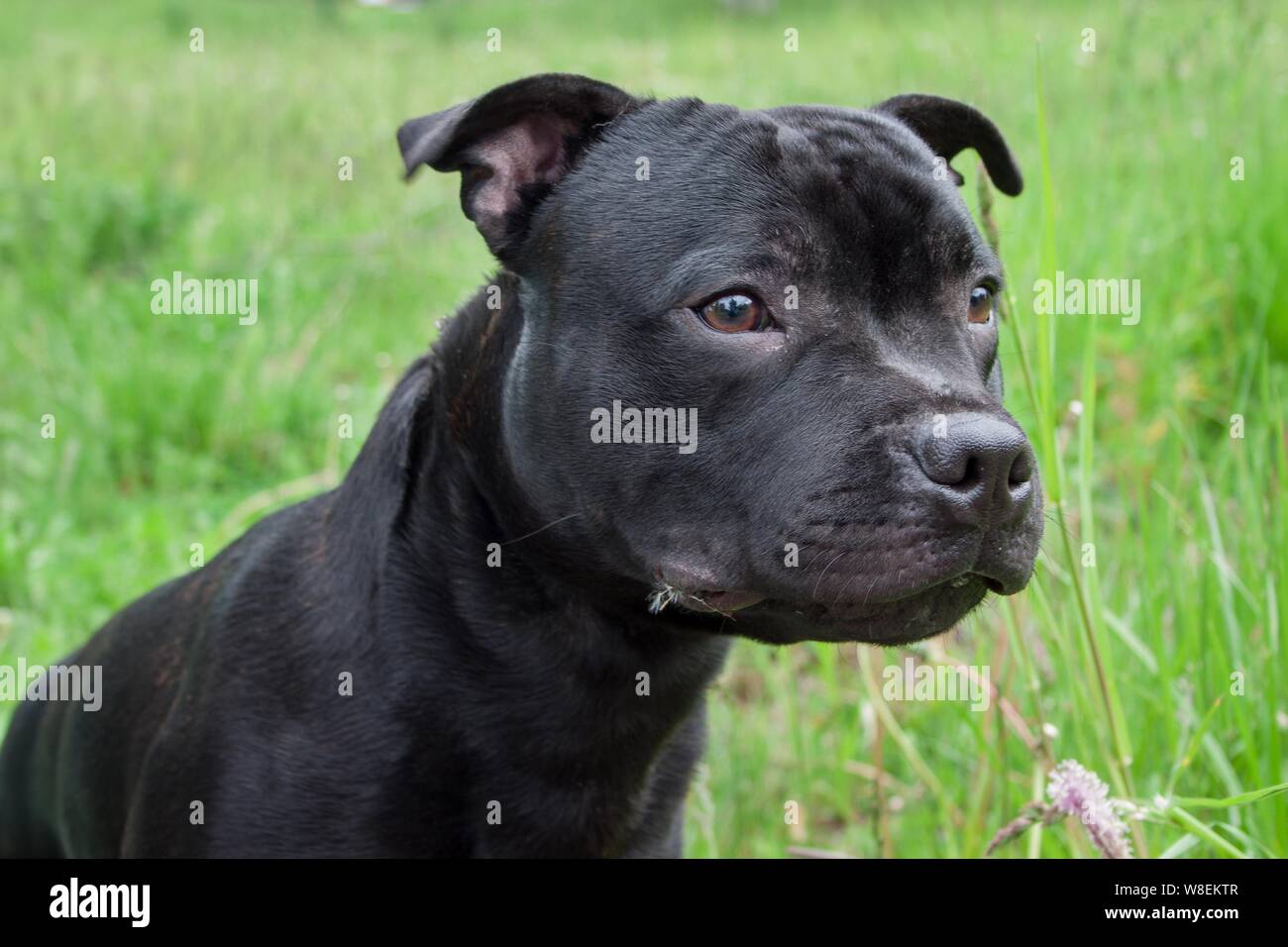 Staffie puppy hi-res stock photography and images - Alamy