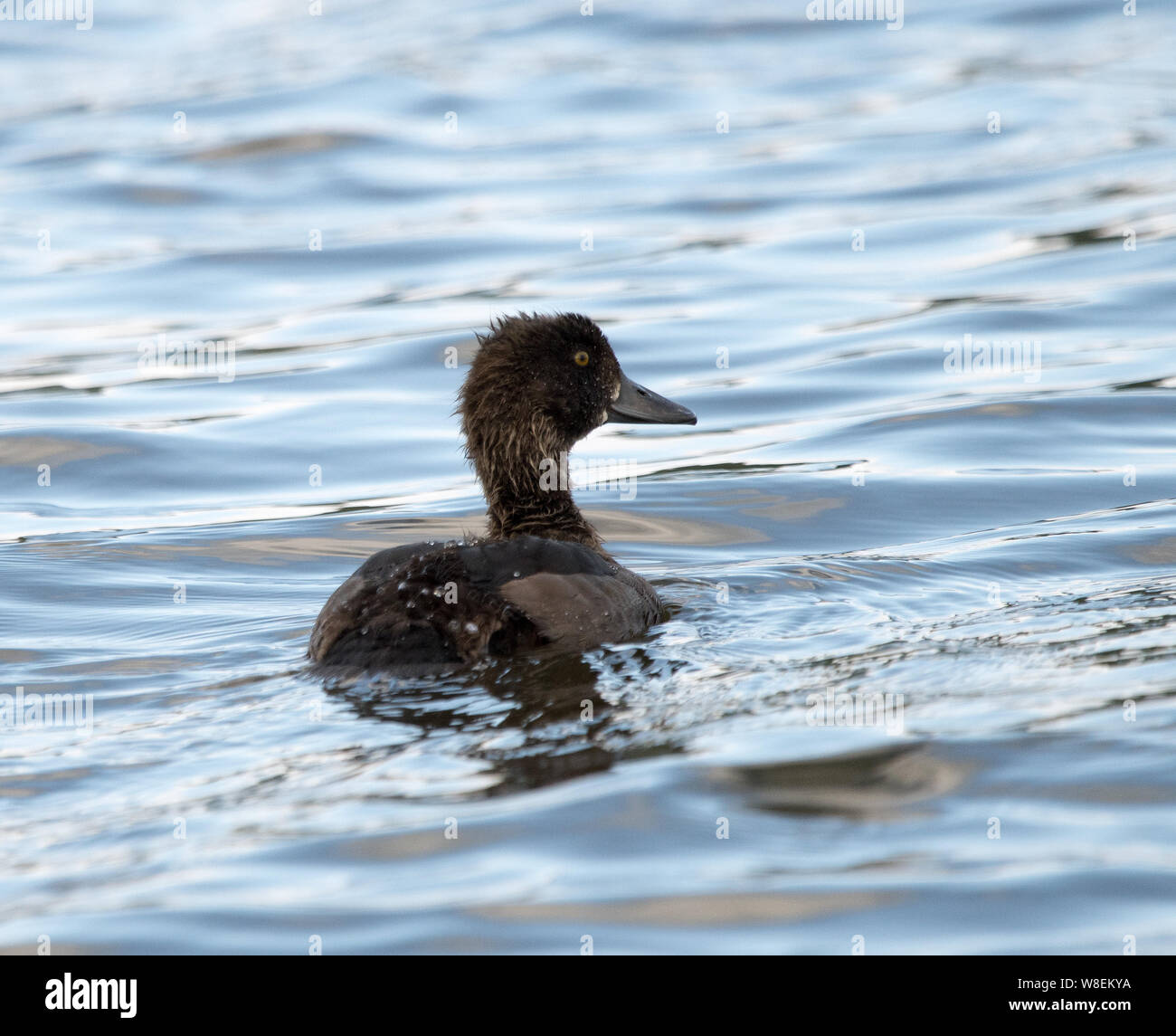 Juvenile Tufted Duck (Aythya fuligula Stock Photo - Alamy