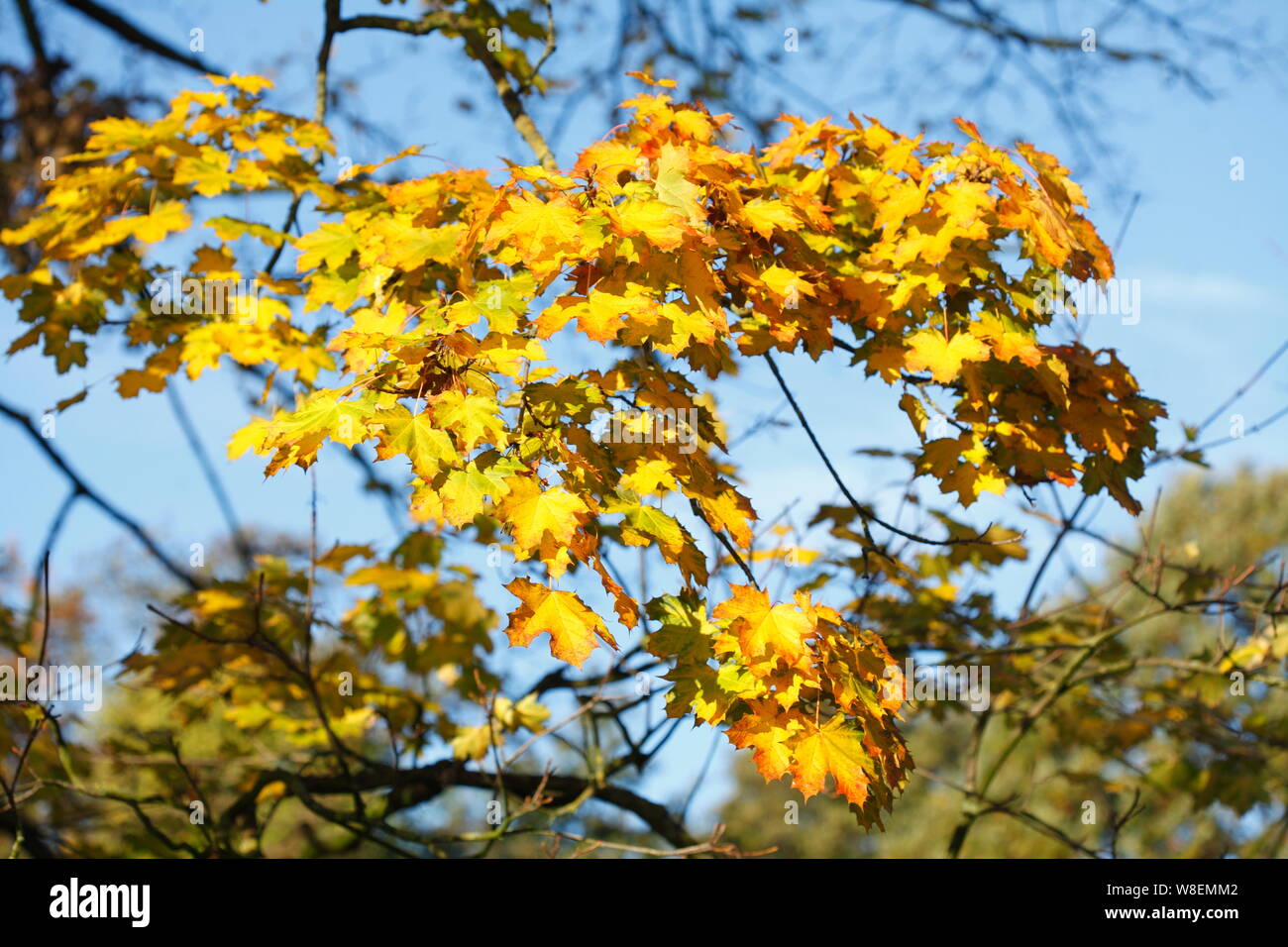 yellow discolored maple leaves on a tree Stock Photo - Alamy