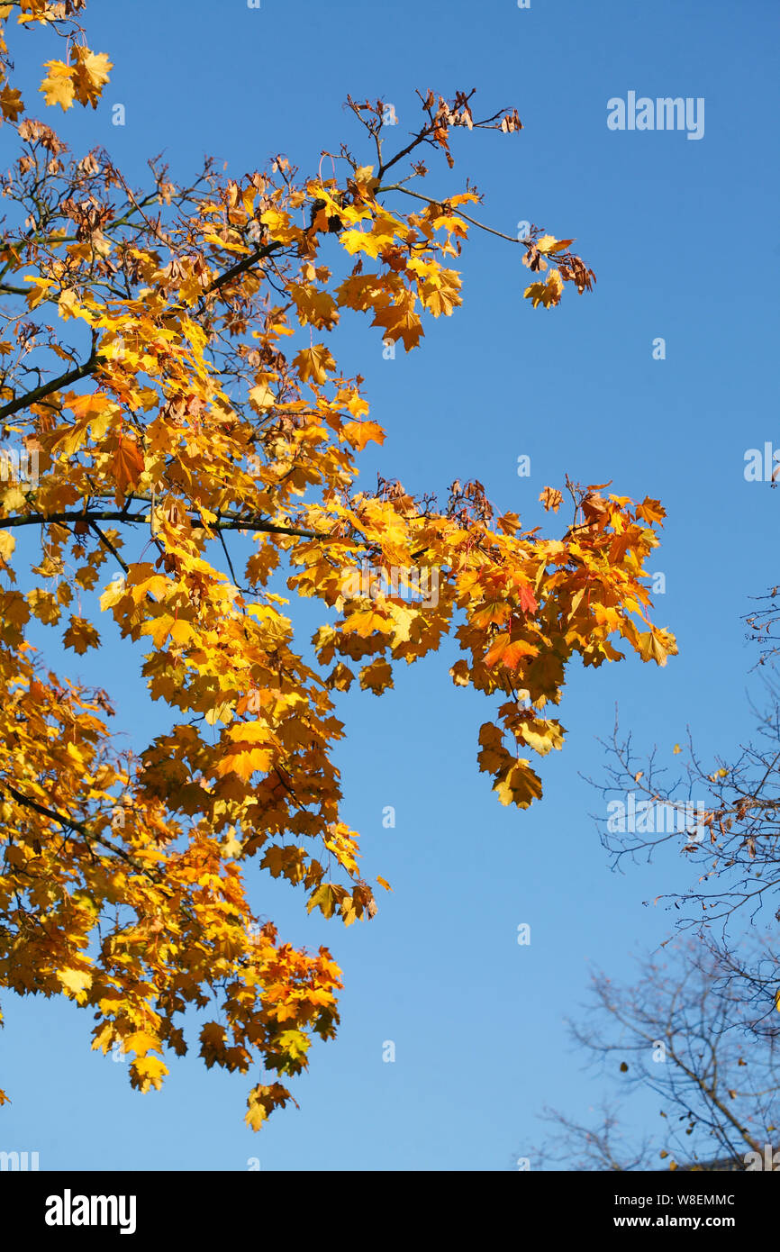 yellow discolored maple leaves on a tree Stock Photo - Alamy