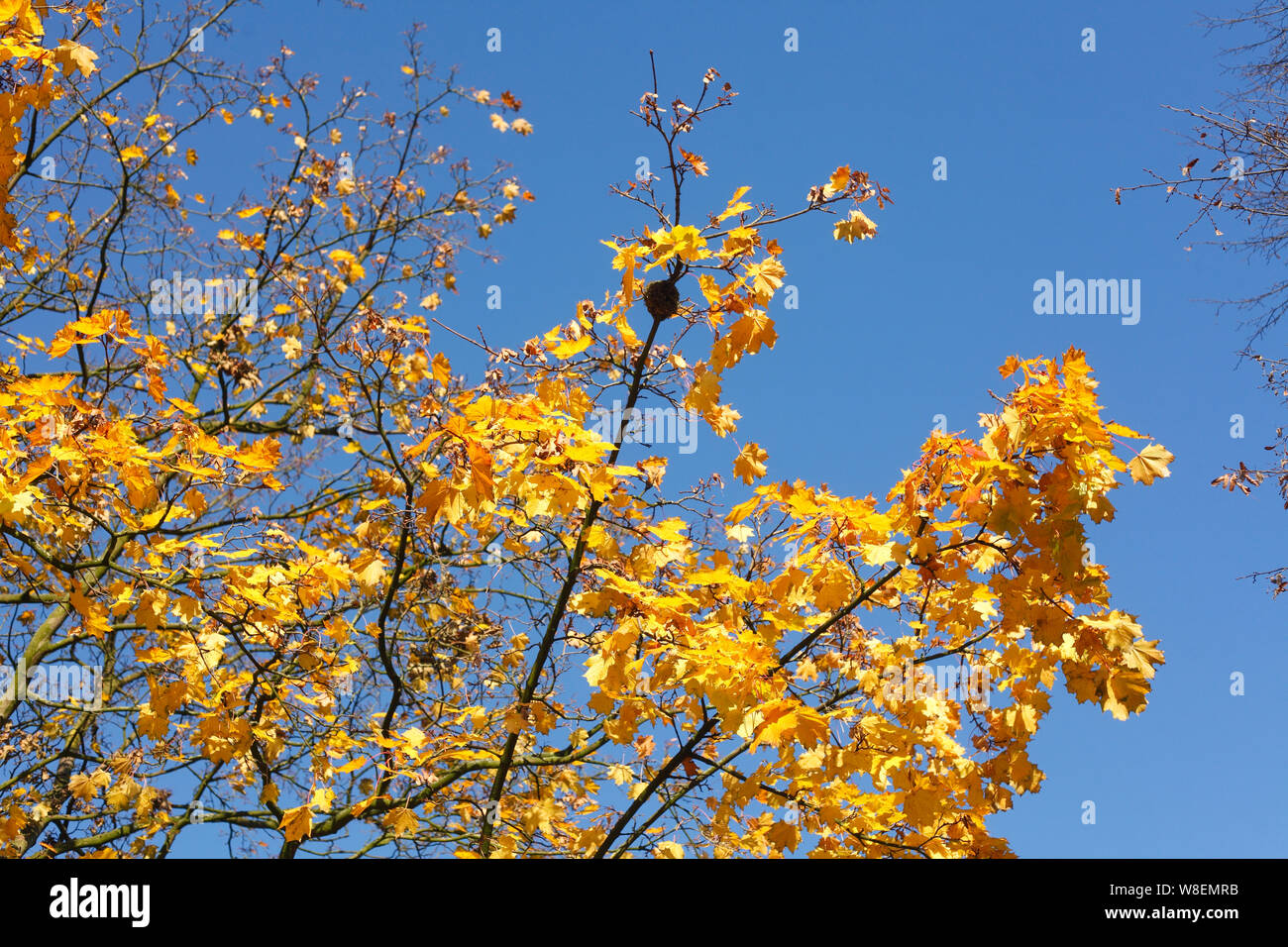 yellow discolored maple leaves on a tree Stock Photo - Alamy
