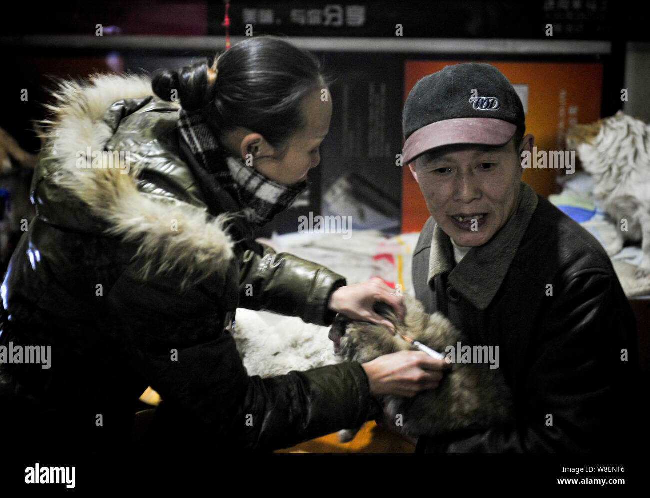 The wife of Local Chinese resident Mr. Hu gives an injection to a stray ...