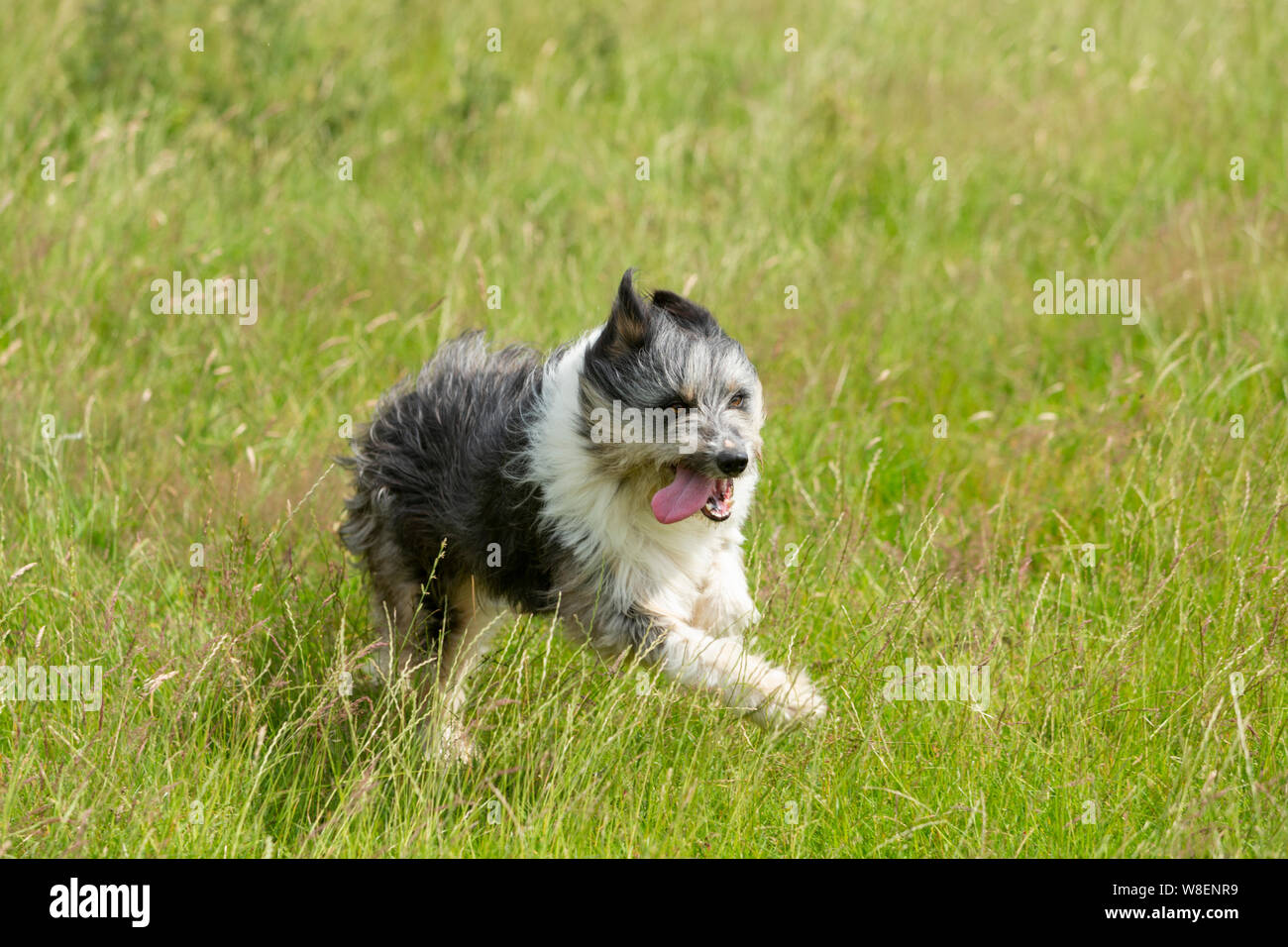 Bearded sheepdog hi-res stock photography and images - Alamy