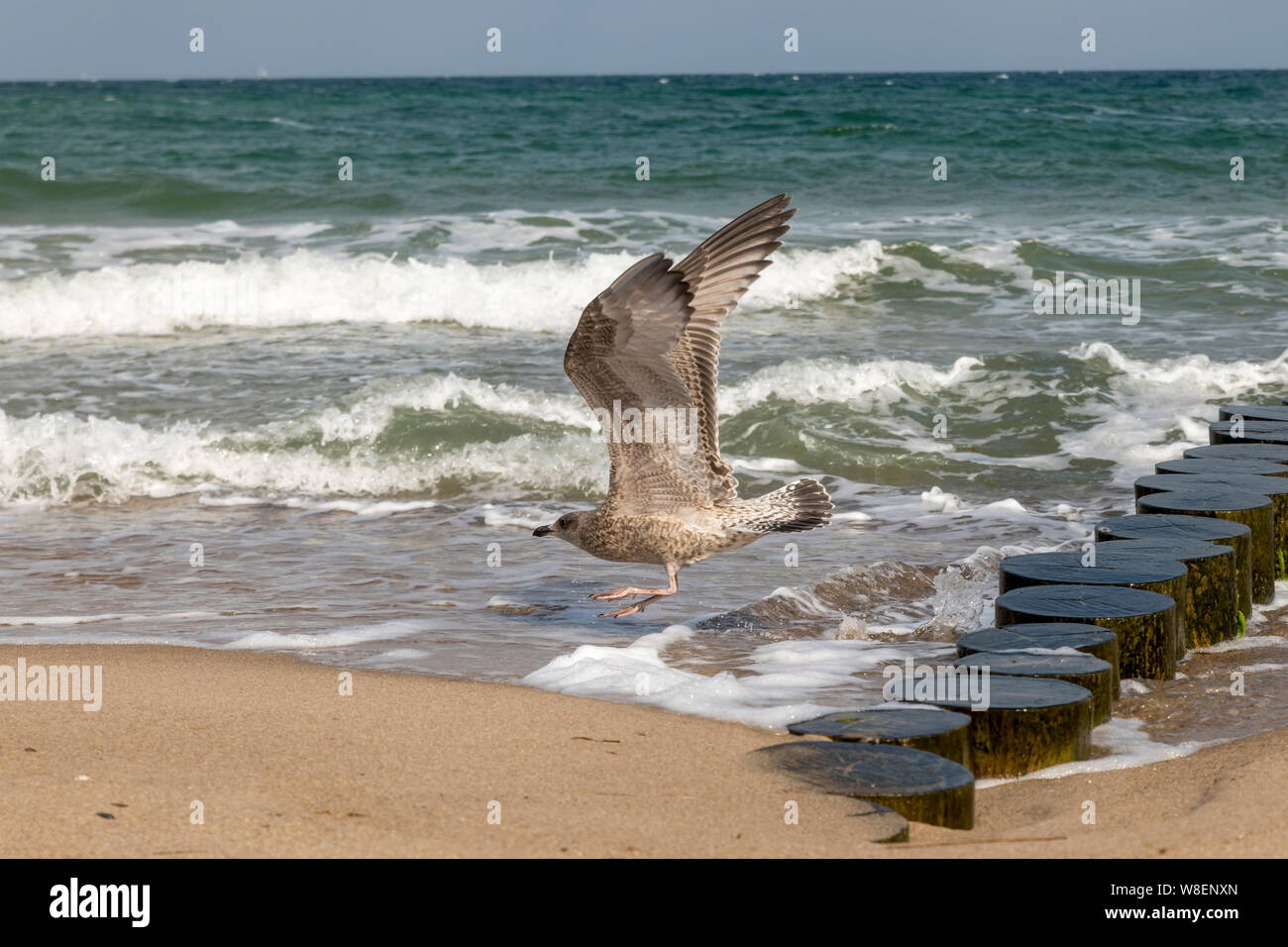 Brown Herring Gull flies over sandy beach of the Baltic Sea with waves ...