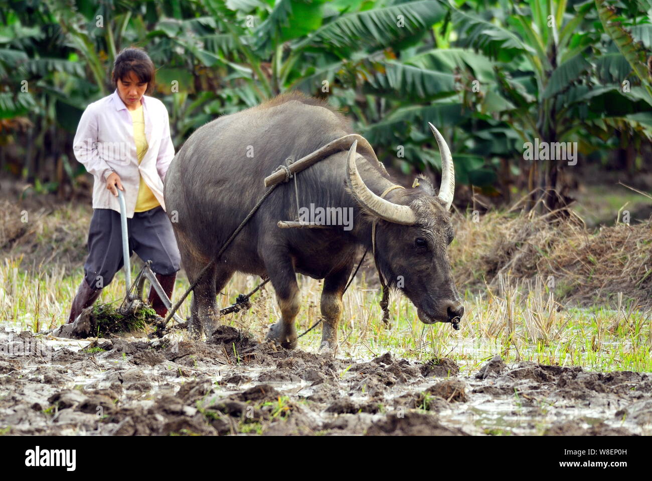 Chinese peasant plow hi-res stock photography and images - Alamy