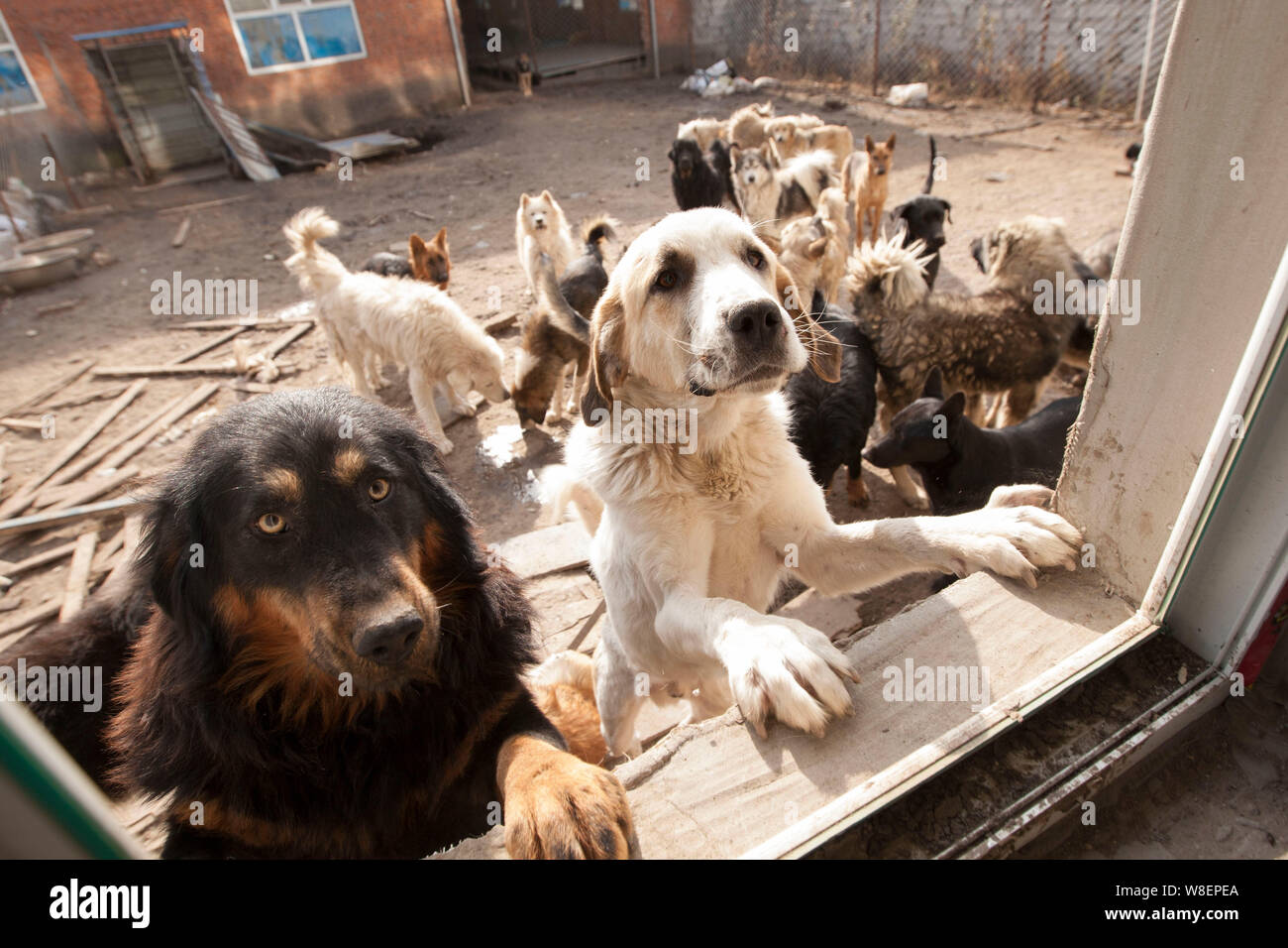 Dogs which were saved by former Chinese millionaire man Wang Yan (male ...