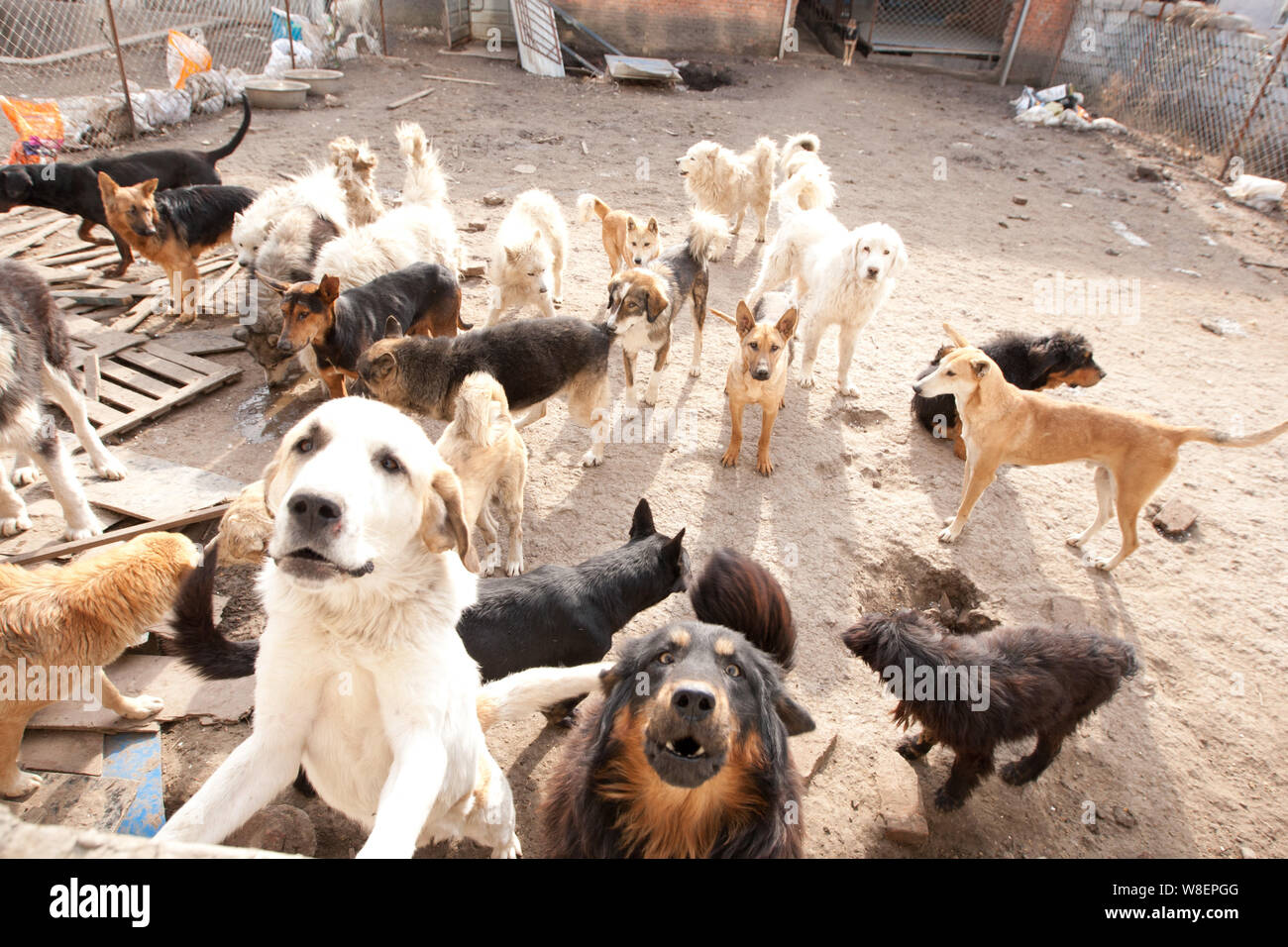 Dogs which were saved by former Chinese millionaire man Wang Yan (male ...