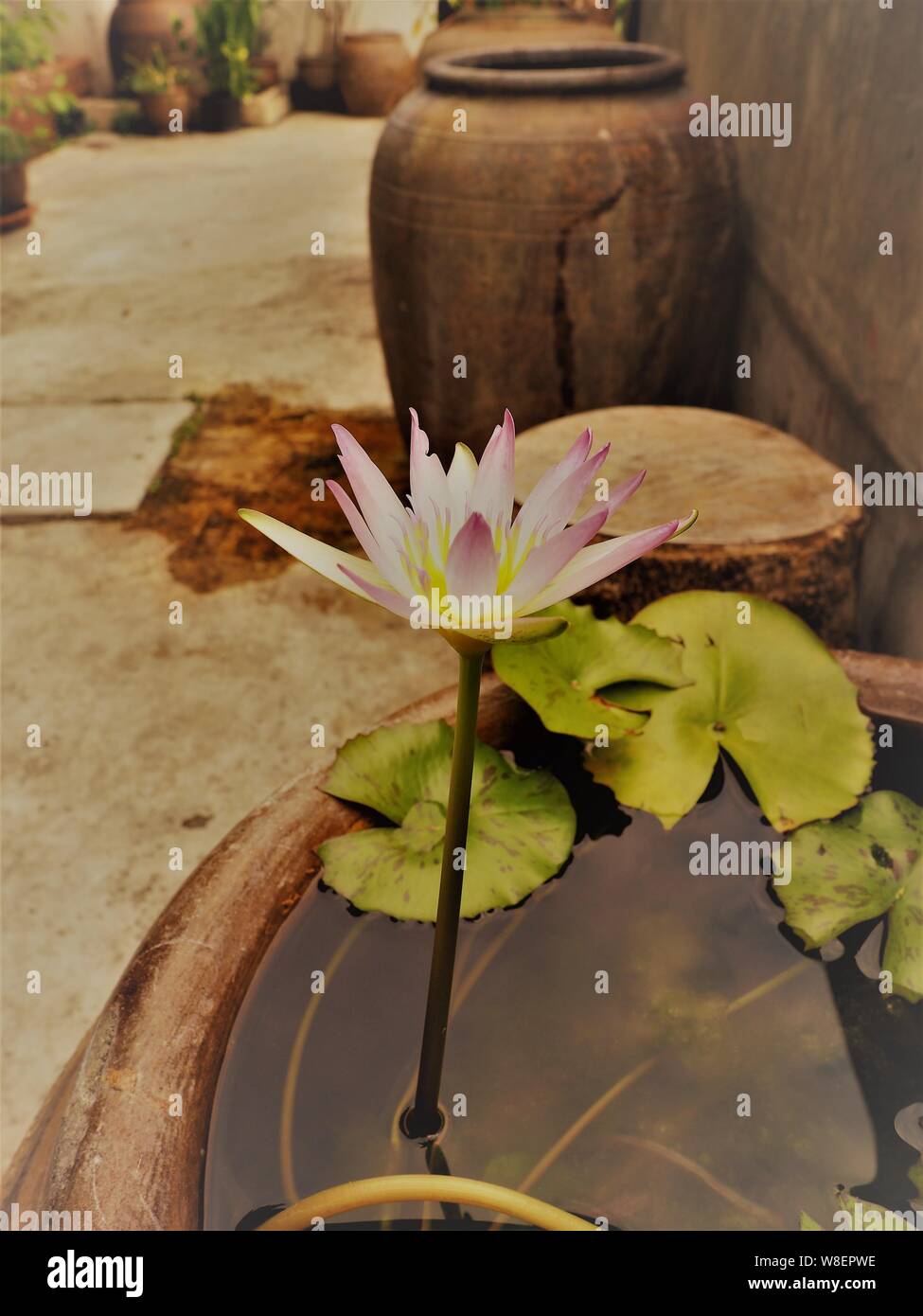 Purple water lily in a pot Stock Photo - Alamy