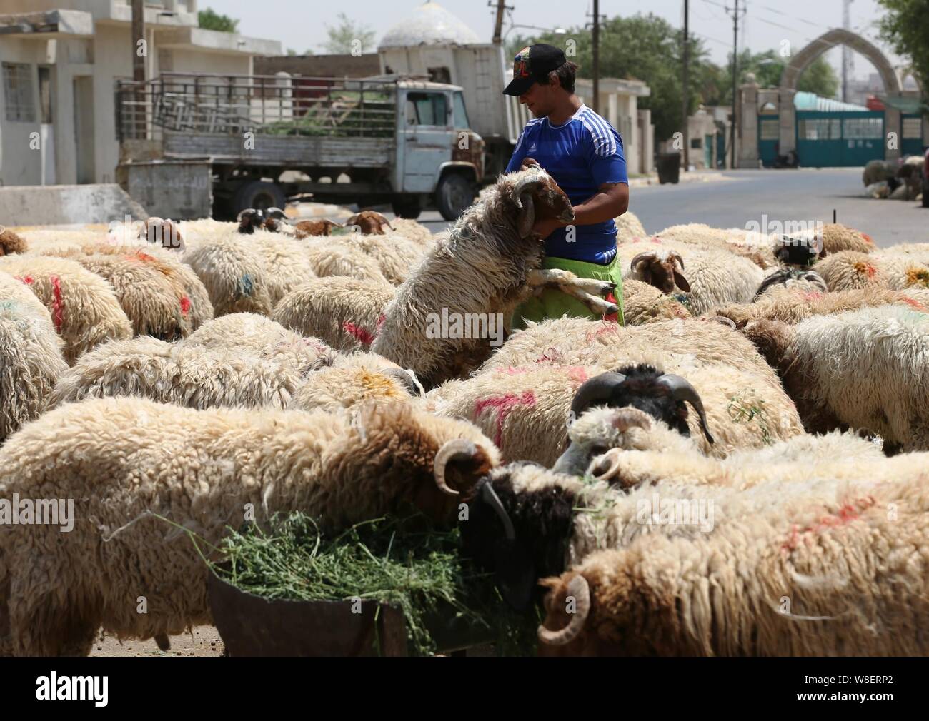 Livestock market in baghdad hi-res stock photography and images - Alamy