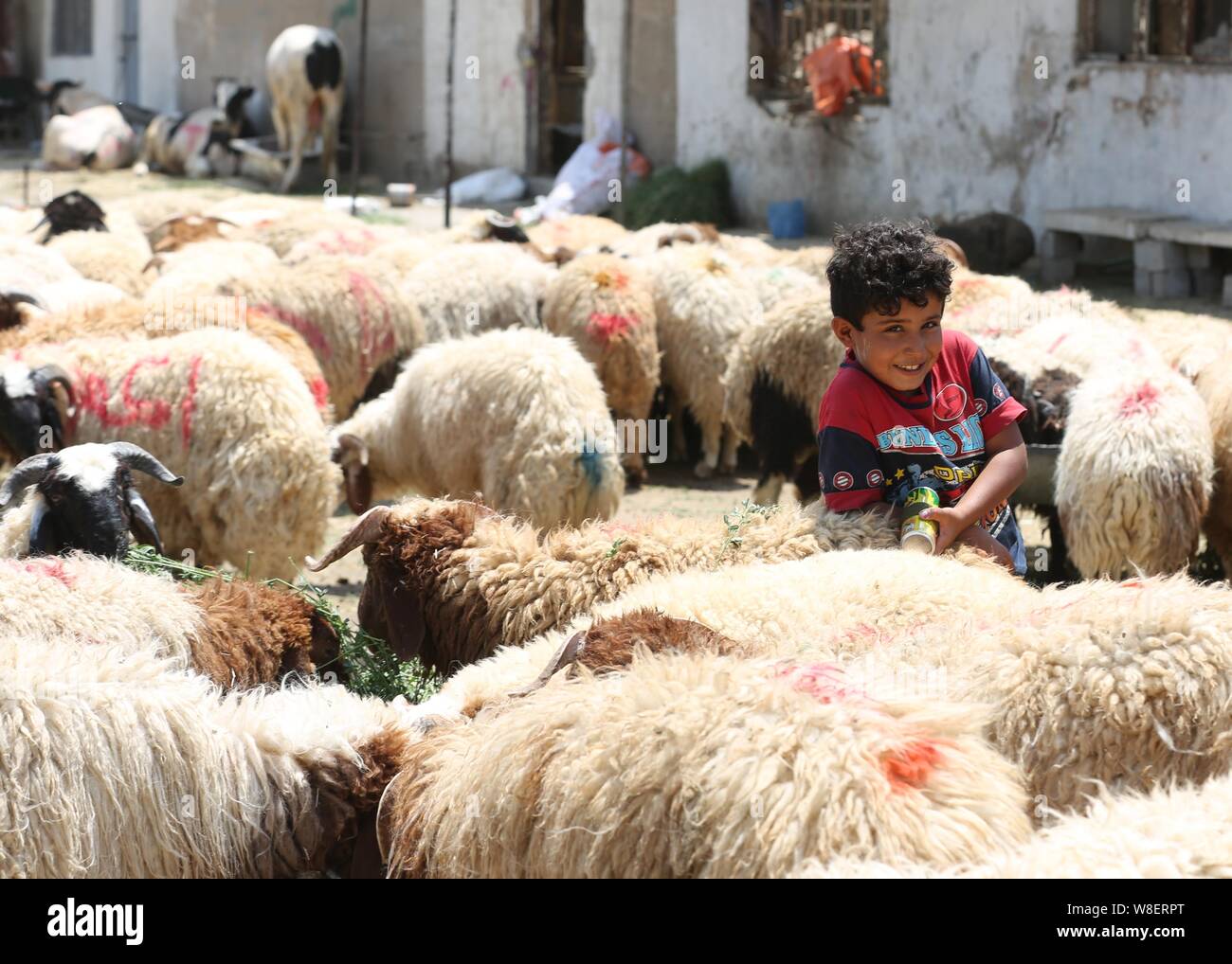 Baghdad, Iraq. 9th Aug, 2019. A boy stands among the sheep for sale at ...