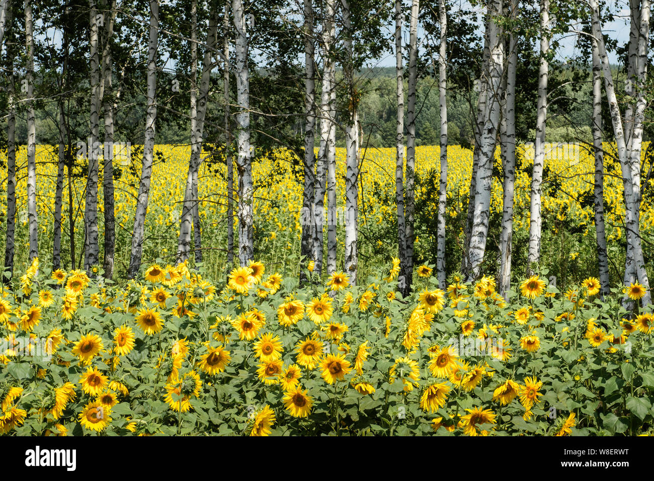 Sun-lit white trunks of birches in the midst of a bright sunflower ...