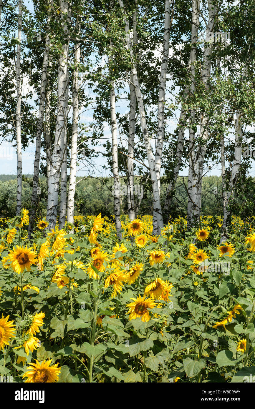 Sun-lit white trunks of birches in the midst of a bright sunflower ...