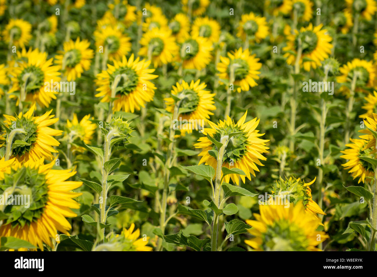 A sunflower field in the whole frame with sunflowers with heads turned ...