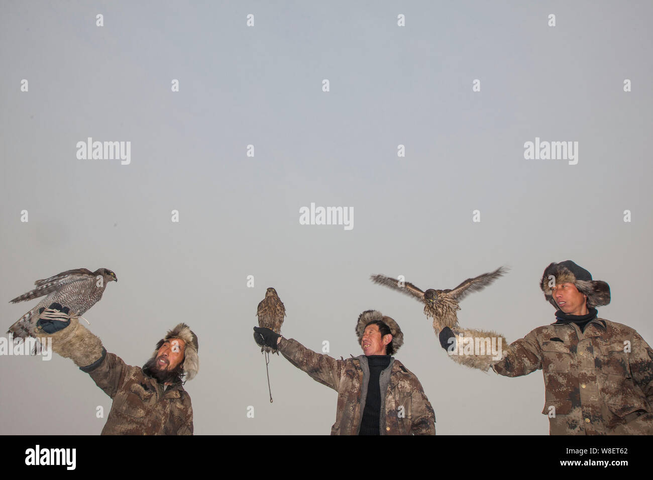 Falconers hold their falcons in rural community of Ying Tun, known as ...