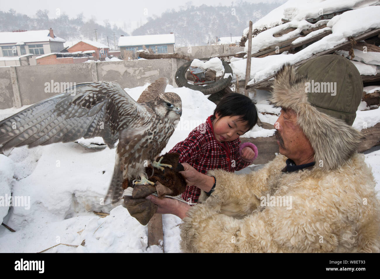 A local child looks at a falconer training a falcon in rural community ...