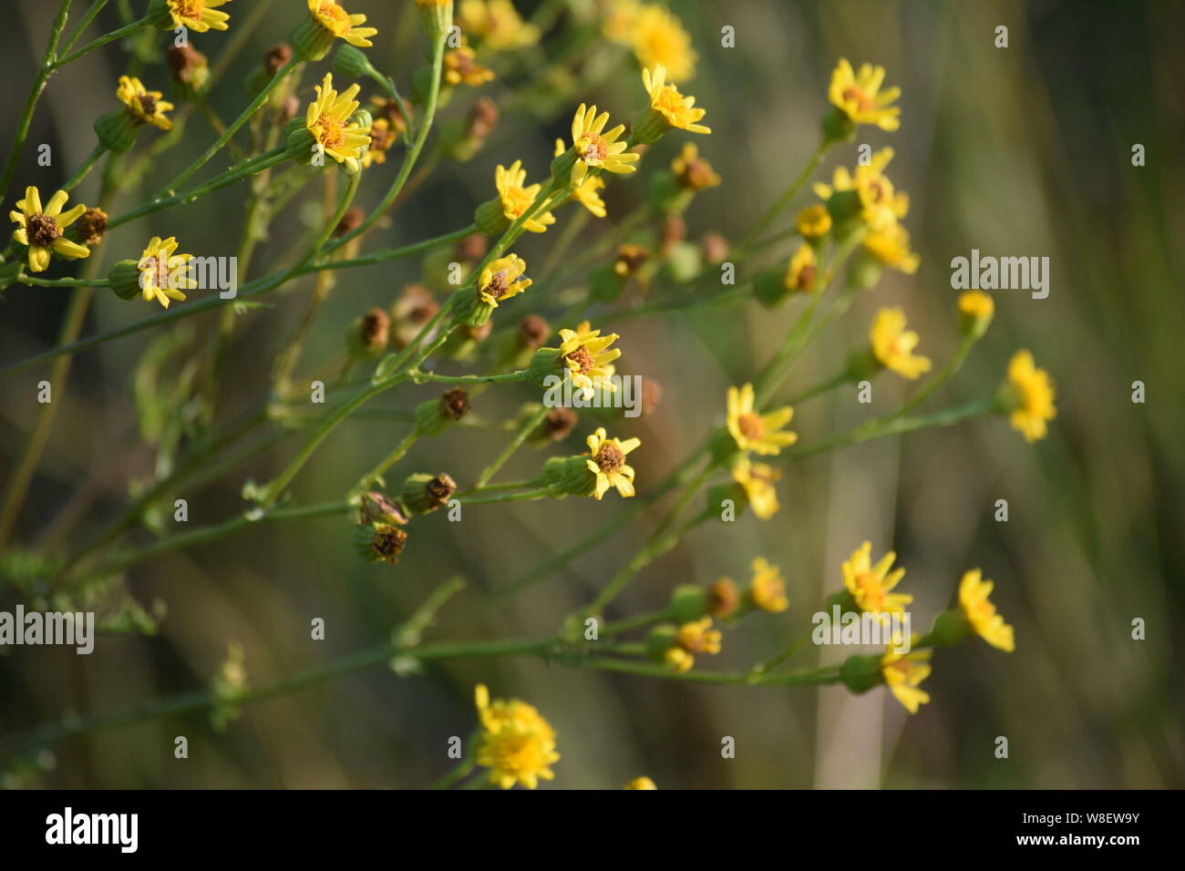 Mountain hawkweed hi-res stock photography and images - Alamy