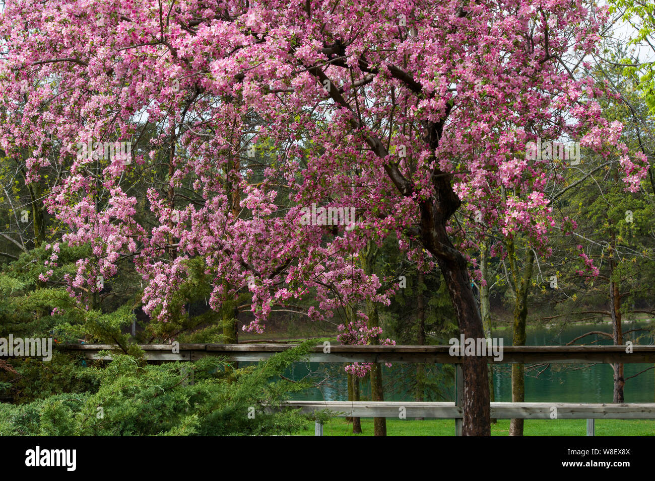 tree in spring Stock Photo - Alamy
