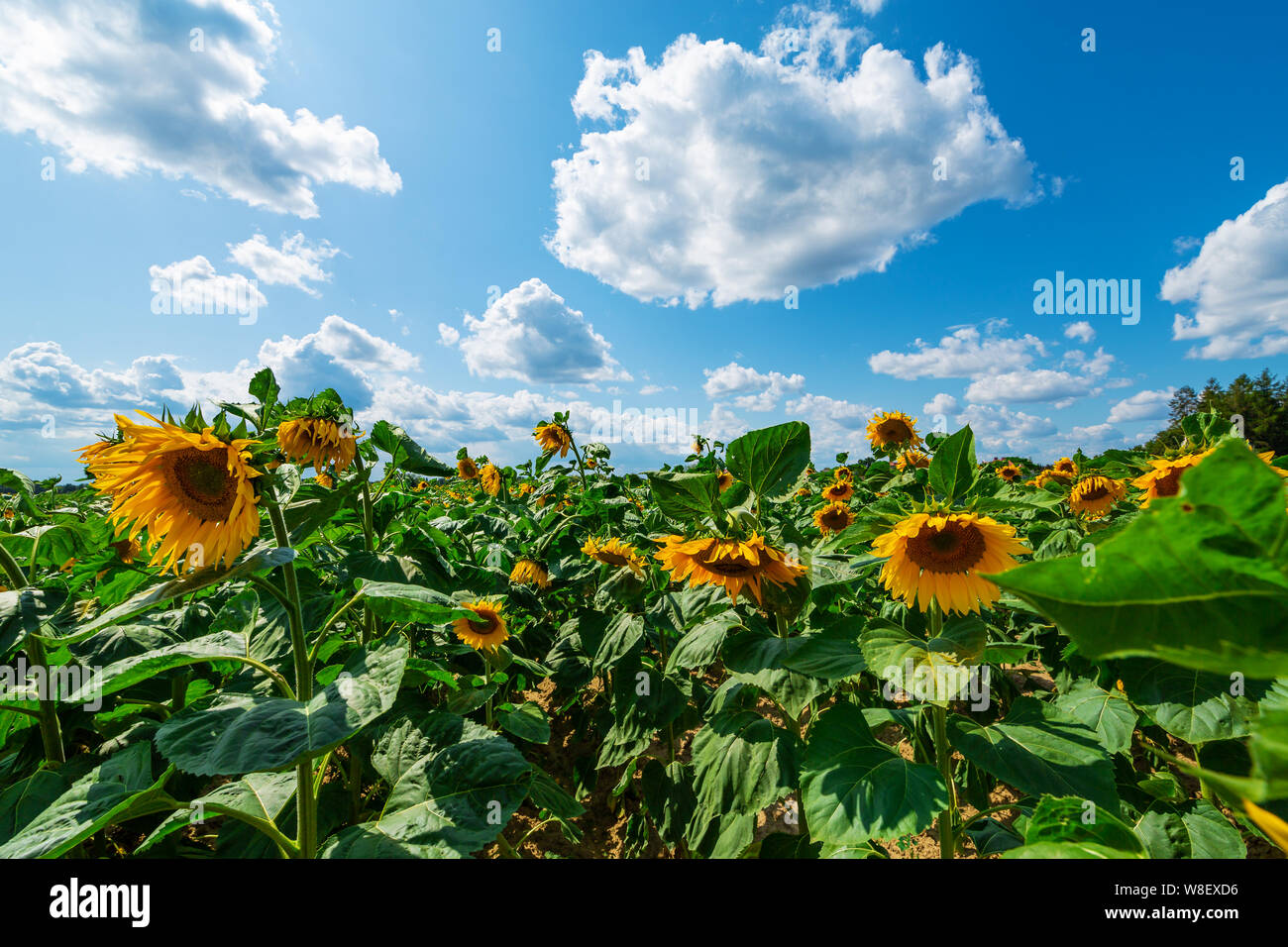 Sunny sunflower field hi-res stock photography and images - Alamy