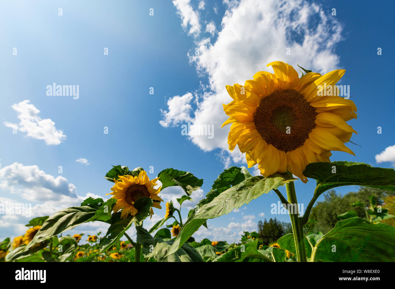 Sunny sunflower field hi-res stock photography and images - Alamy