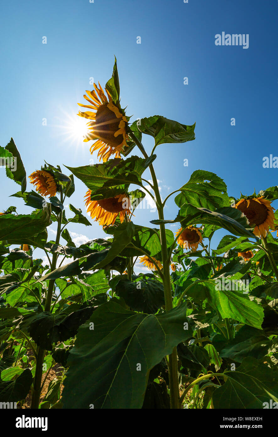 Sunbeam sunflower hi-res stock photography and images - Alamy