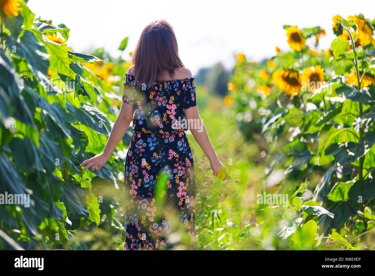 Happy woman turned backwards in the field of sunflowers Stock Photo - Alamy