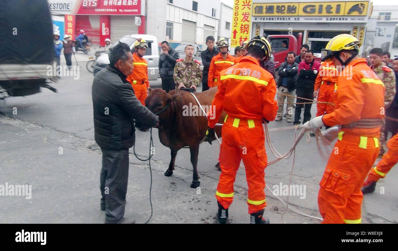 Cow crane hi-res stock photography and images - Alamy