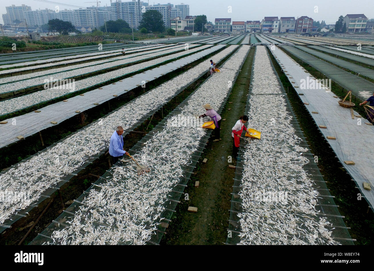 Chinese villager dry fish at a sunning ground in Xintang village ...