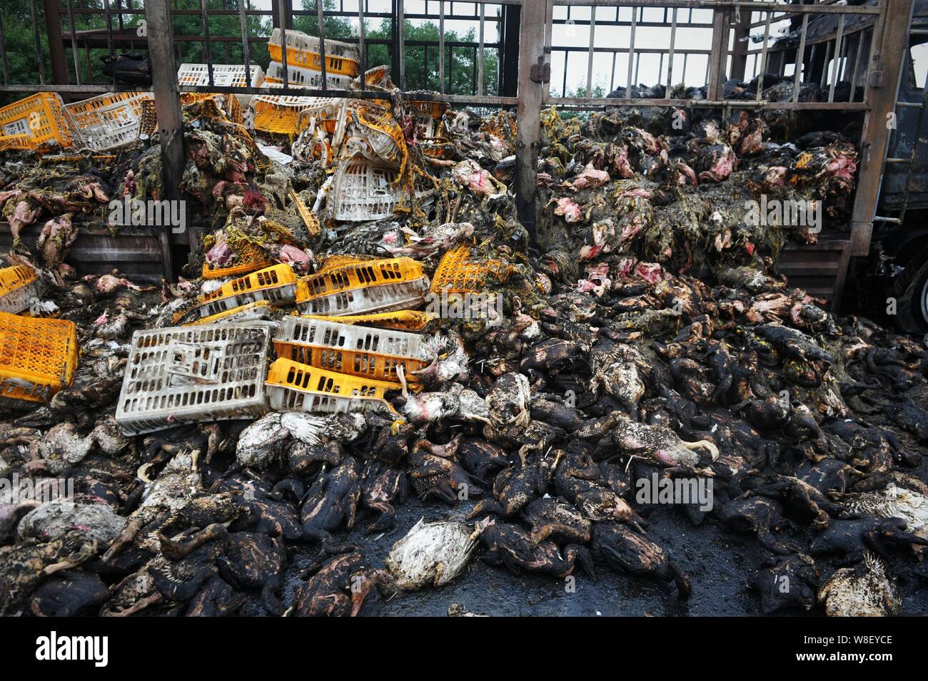View of the bodies of ducks burned by flames after a truck carrying ...