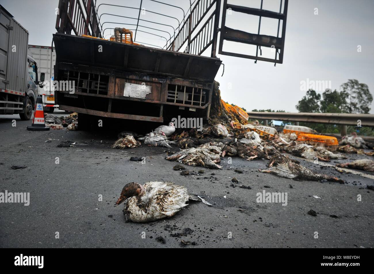 View of the bodies of ducks burned by flames after a truck carrying ...