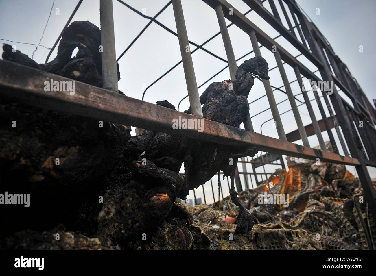 Duck fire hi-res stock photography and images - Alamy