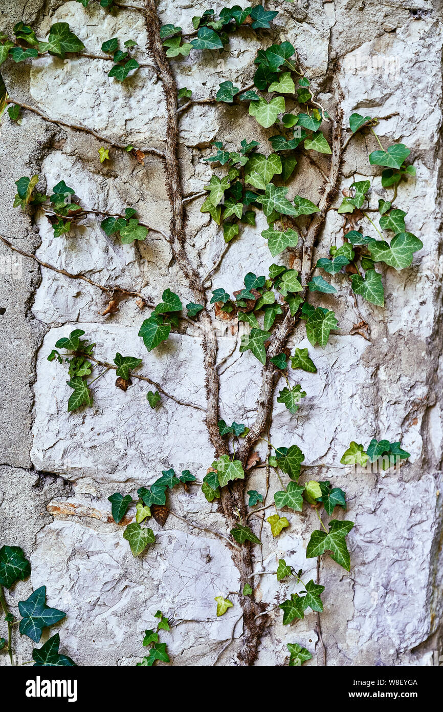 Plants in a stone wall Stock Photo - Alamy