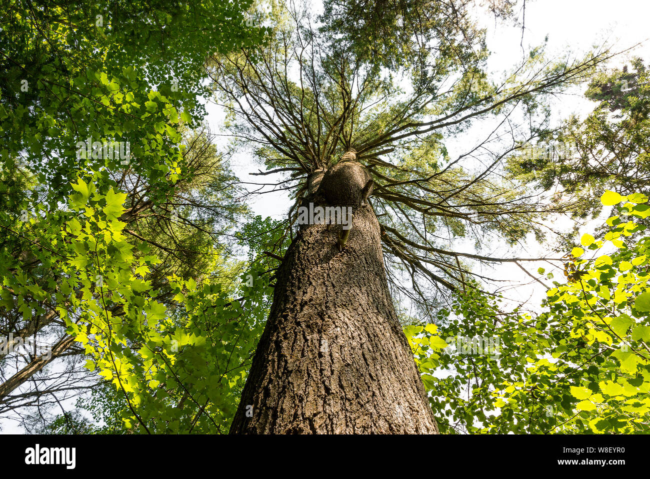 Quebec tree rivers hi-res stock photography and images - Alamy