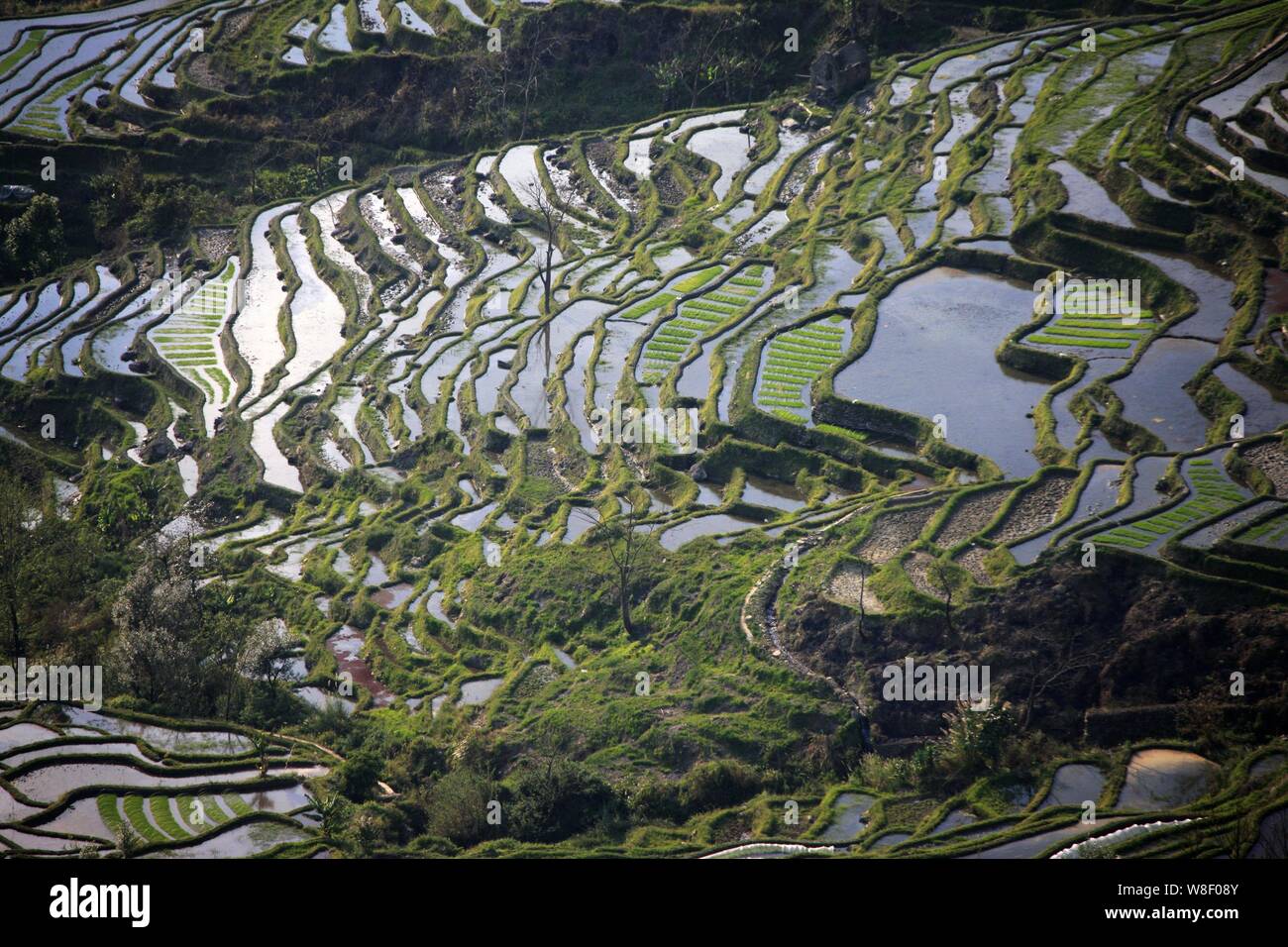 Landscape of terraced rice fields of the Honghe Hani Rice Terraces, one ...