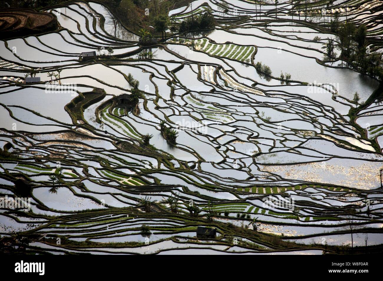 Landscape of terraced rice fields of the Honghe Hani Rice Terraces, one ...