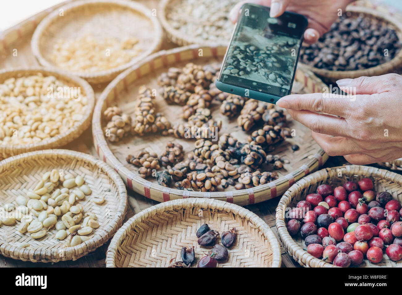 Female takes a photo of Luwak coffee, Kopi luwak is coffee that ...