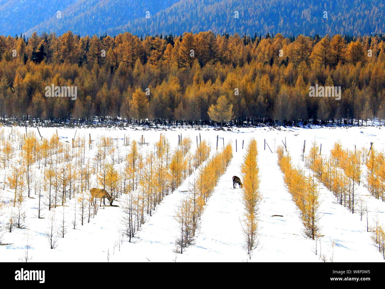 Landscape of the Tianshan Mountains in the snow in southwest China's ...