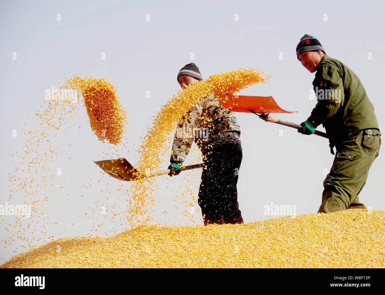 --FILE--Chinese farmers shovel to pile up grains of corn in Shenyang ...