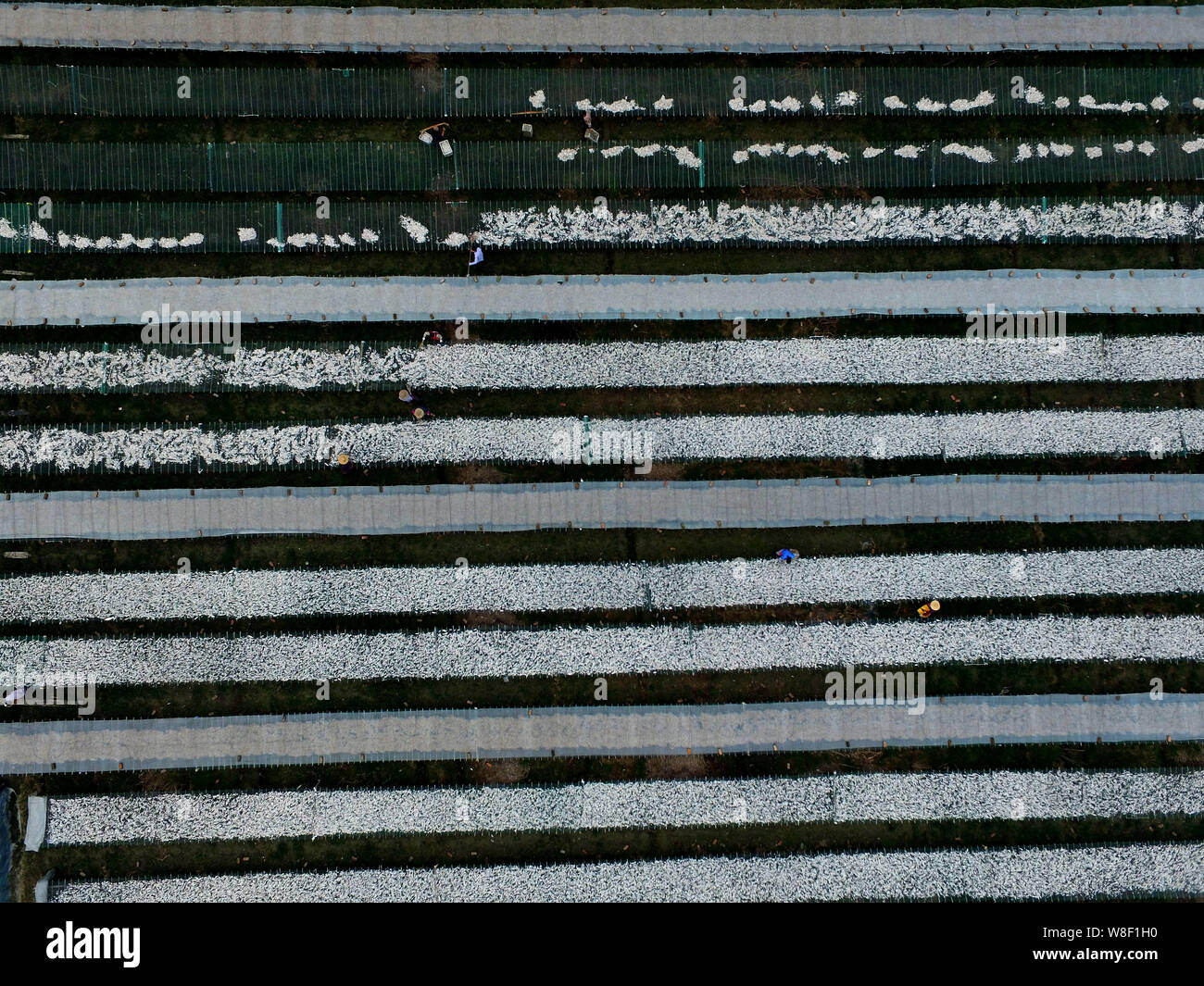 Aerial view of Chinese villagers drying fish at a sunning ground in ...
