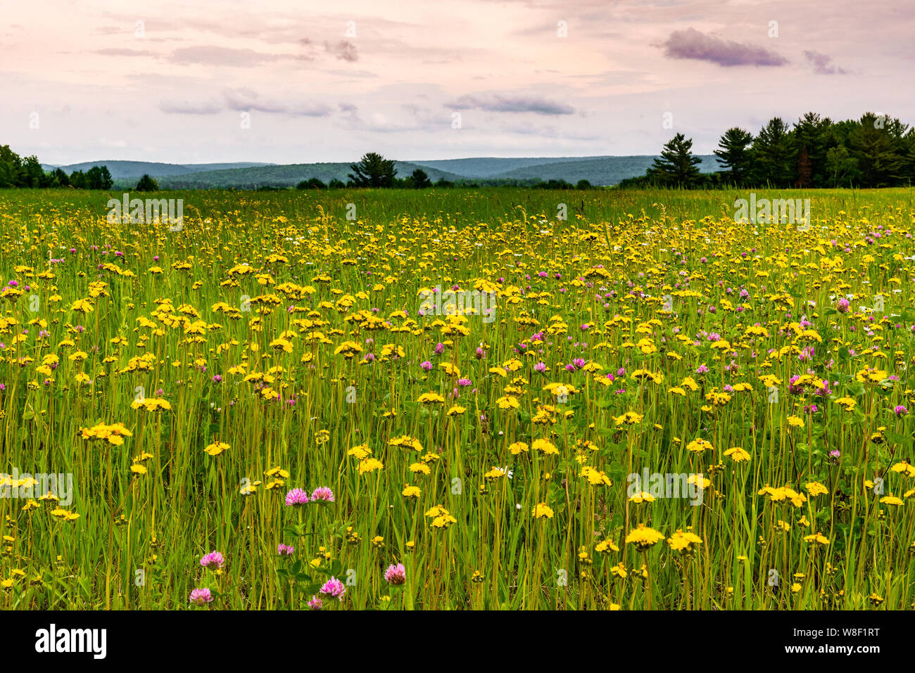 Grasse flower fields hi-res stock photography and images - Alamy