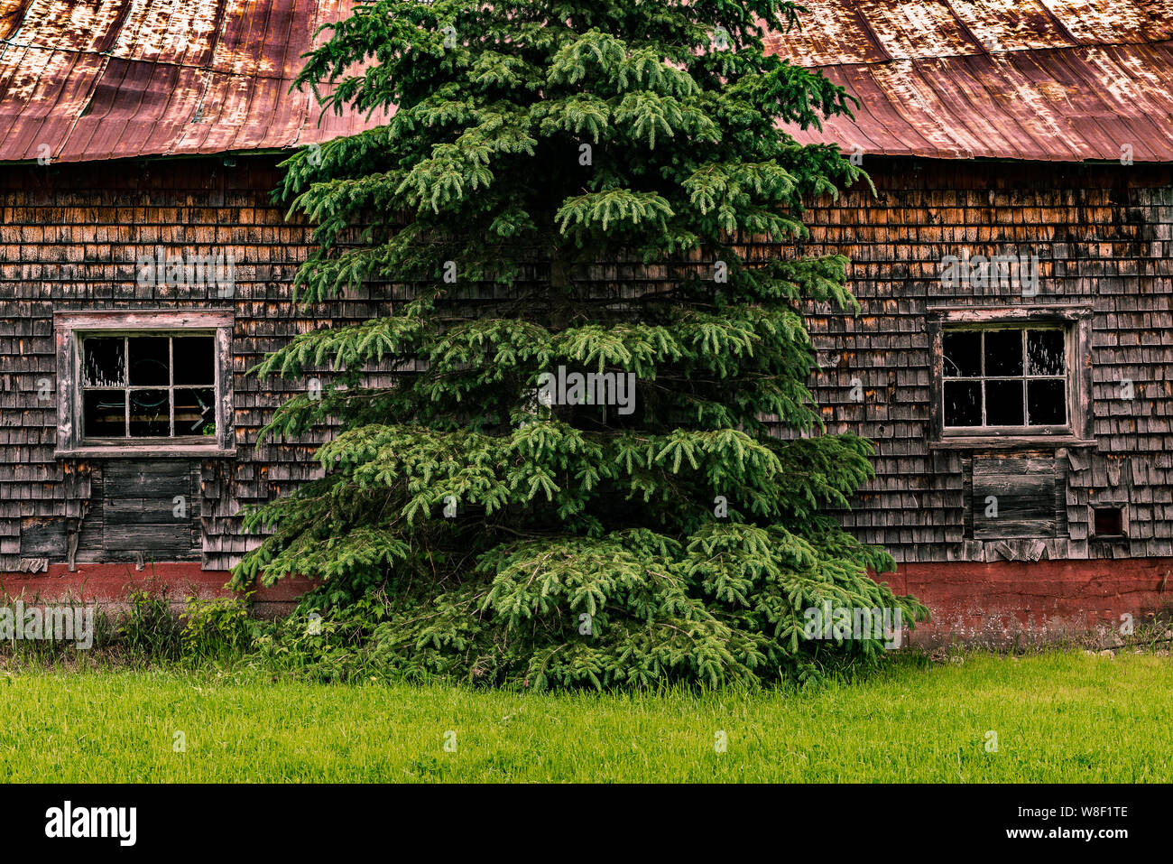 big tree in front of the barn Stock Photo - Alamy