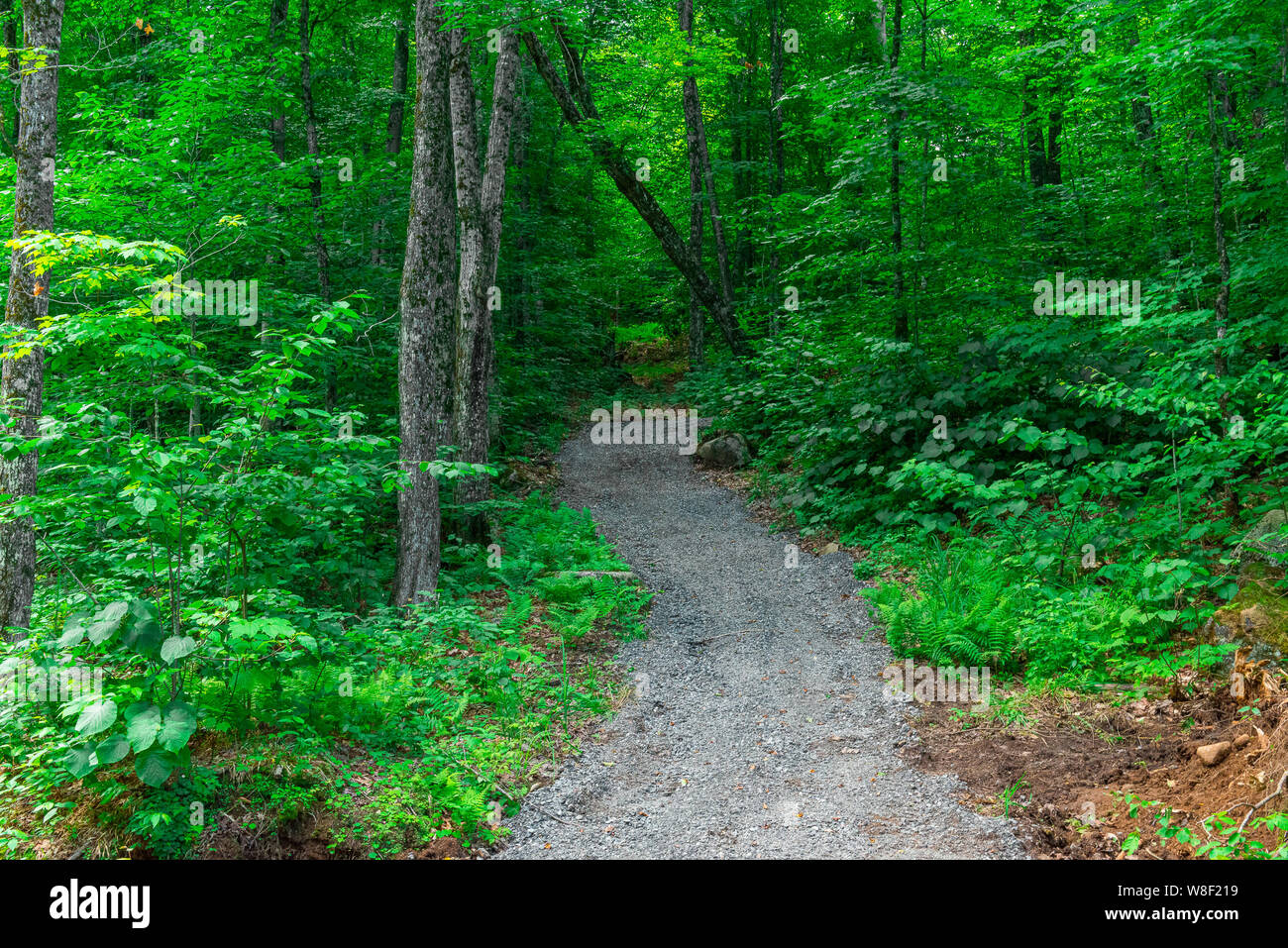 path crossing the forest-1 Stock Photo - Alamy