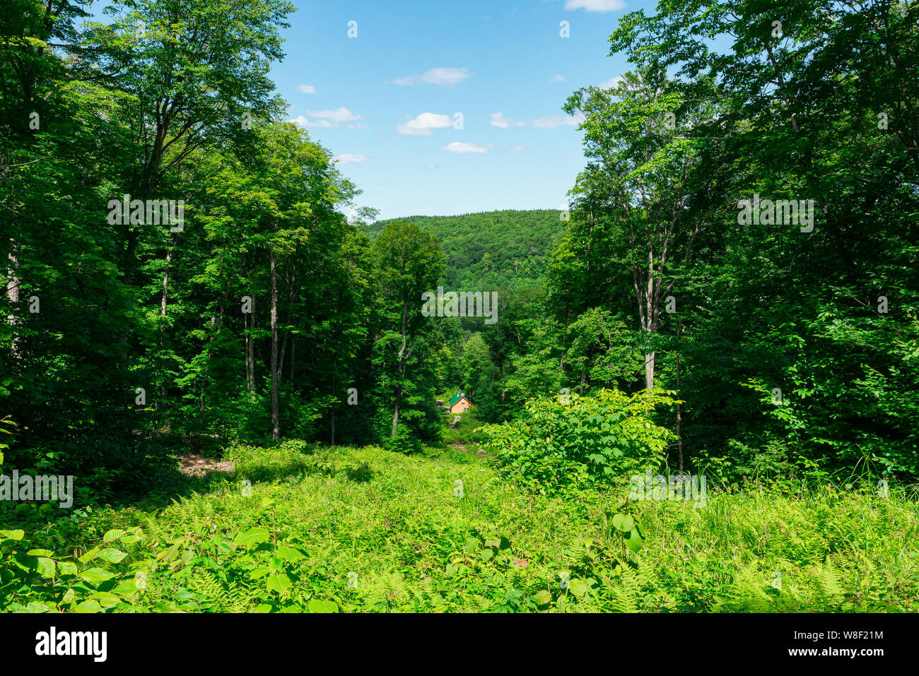 path crossing the forest Stock Photo - Alamy