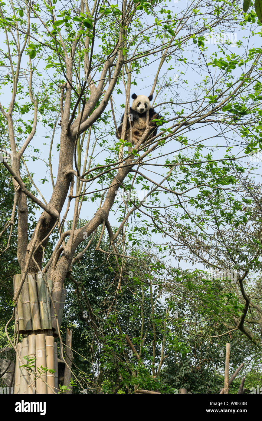 A giant panda climbs up a tree at the Chengdu Research Base of Giant ...