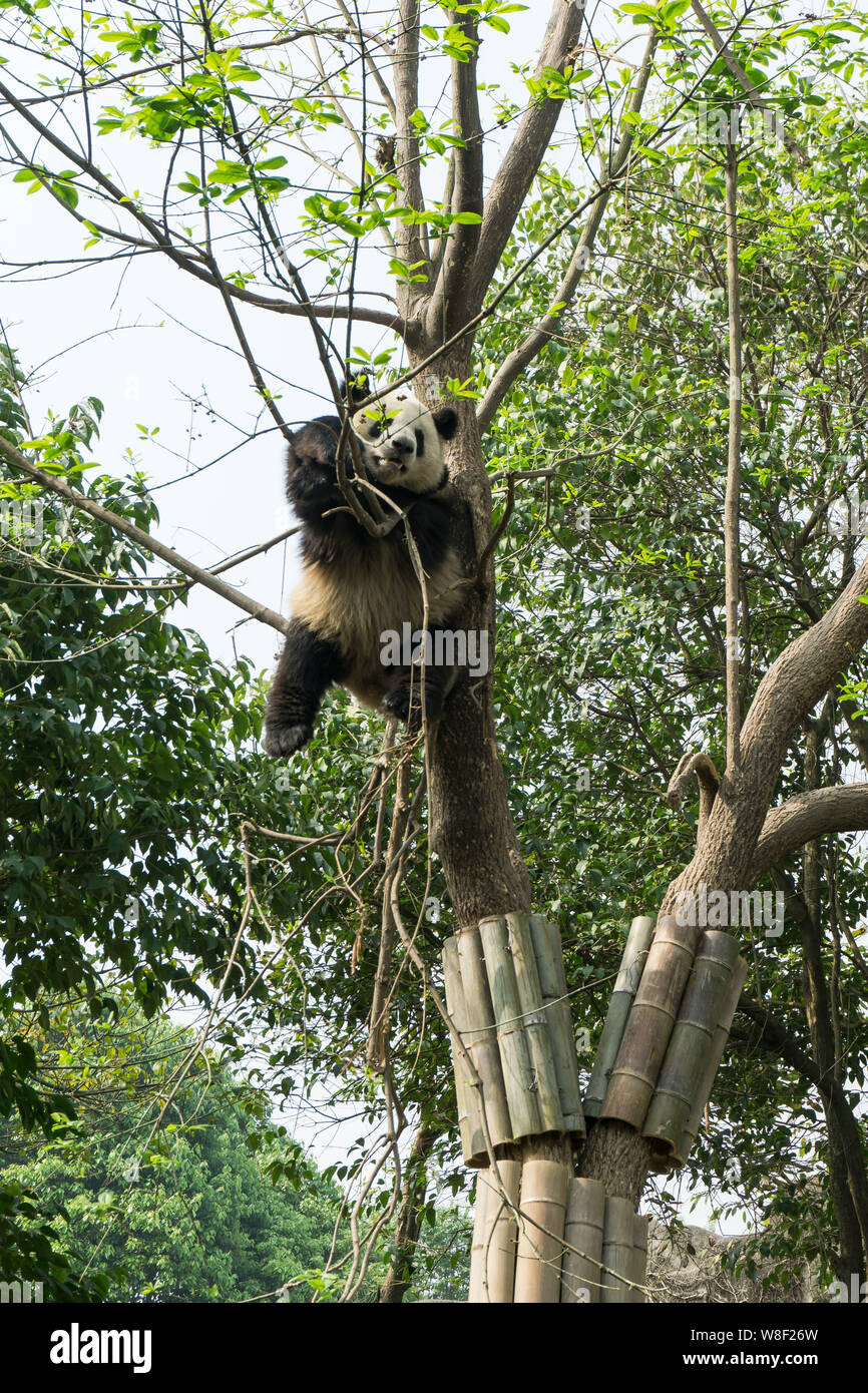 A giant panda climbs up a tree at the Chengdu Research Base of Giant ...