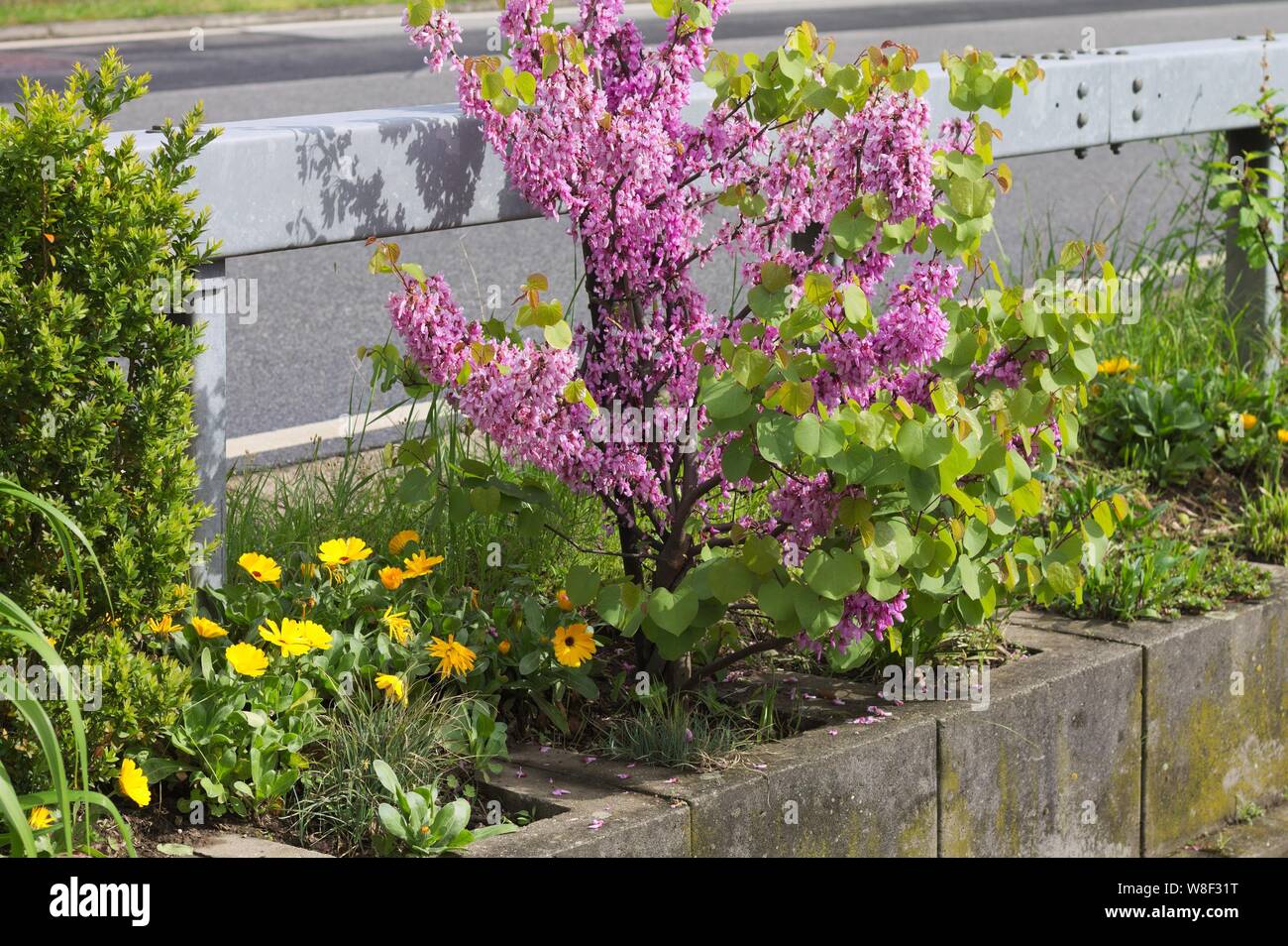 Syringa (Lilac) violet flowers - Angiosperm - Oleaceae family (Germany ...