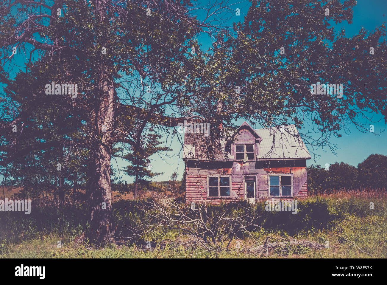 old abandoned and crumbling house with a majestic tree-1 Stock Photo ...