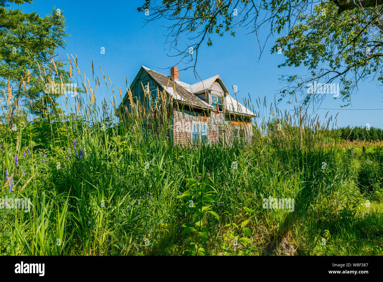old abandoned and crumbling house with a majestic tree Stock Photo - Alamy