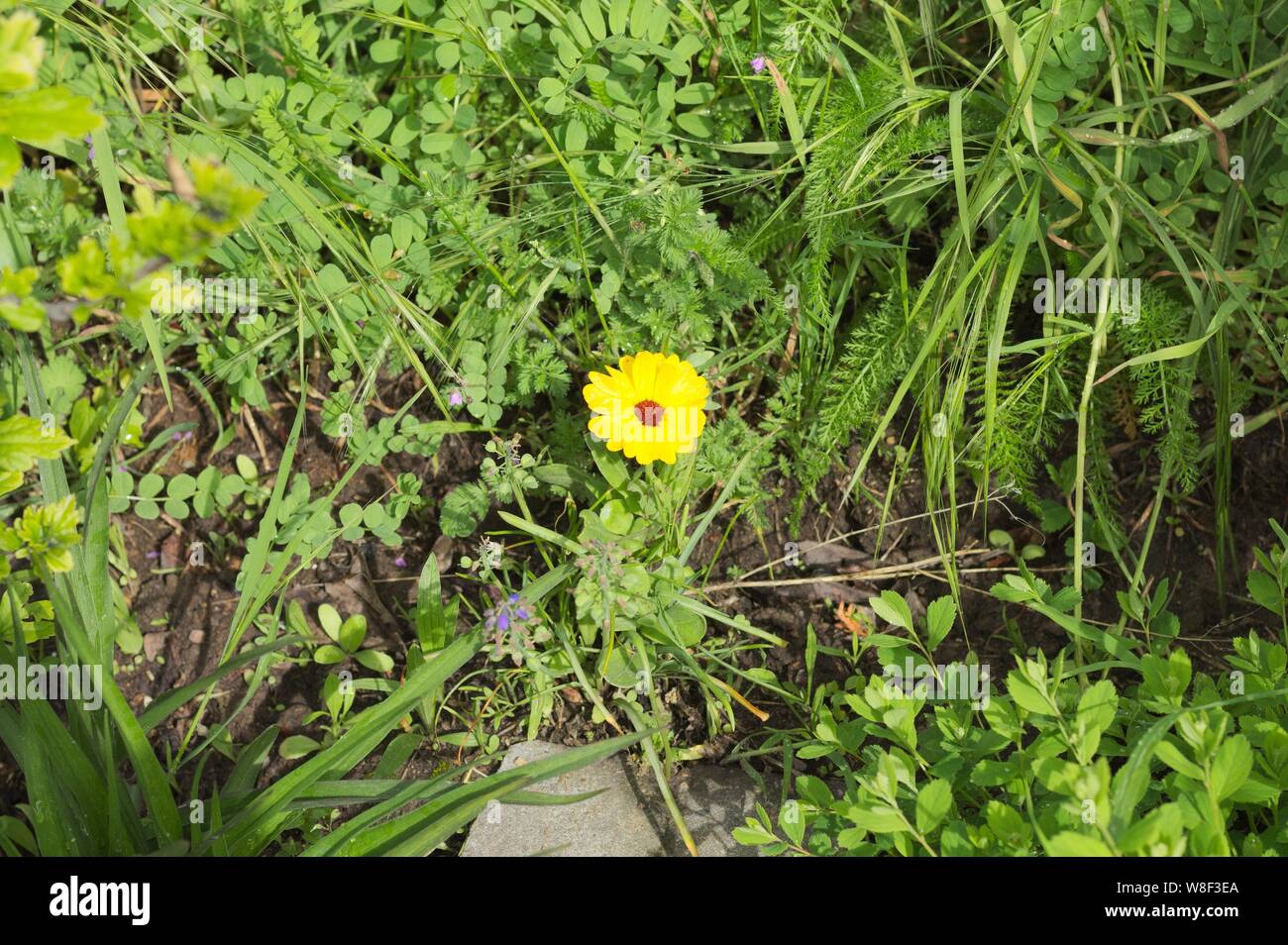Tickseed Coreopsis isolated yellow flower in the garden (Germany ...