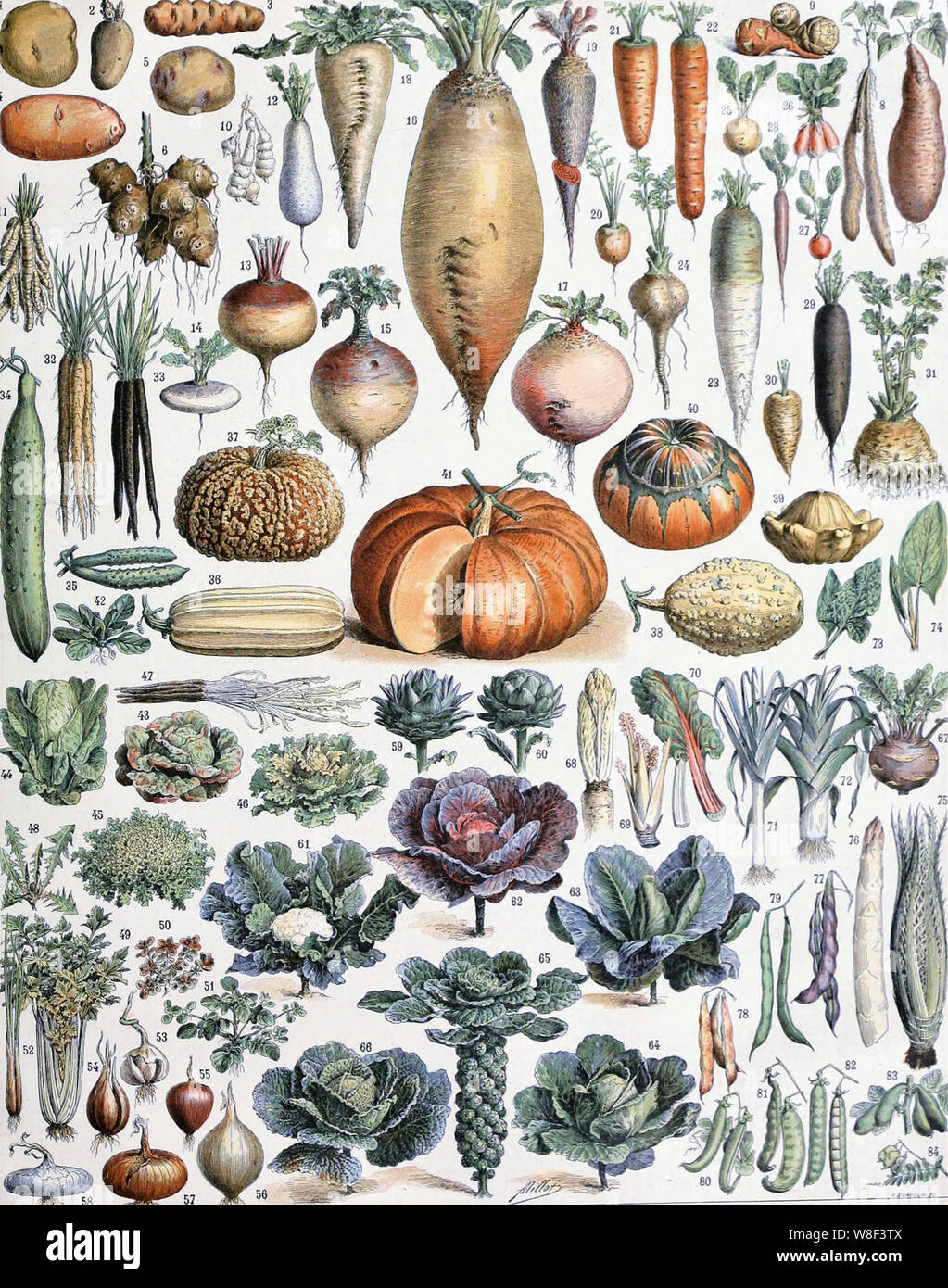 vintage vegetables poster Stock Photo - Alamy