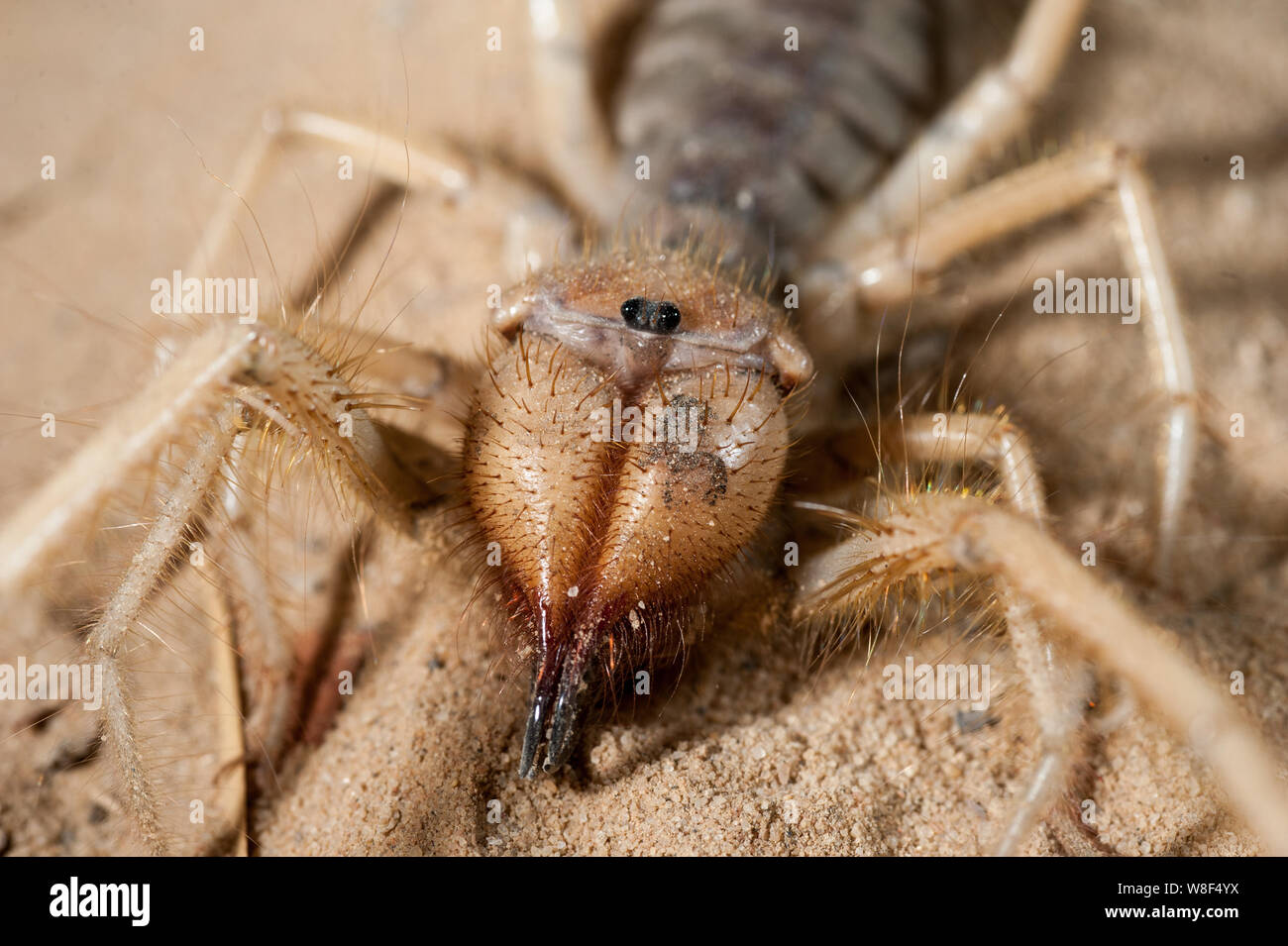 Camel spider hi-res stock photography and images - Alamy